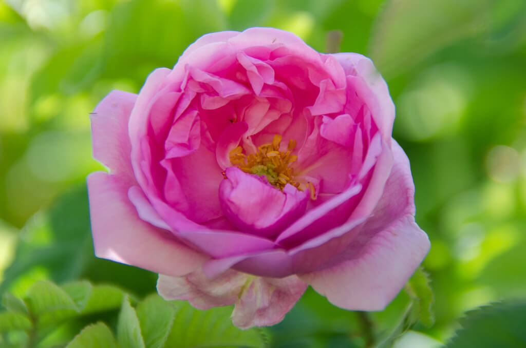 Coming Up Roses: Morocco’s Magical Rose Festival - Amex Essentials