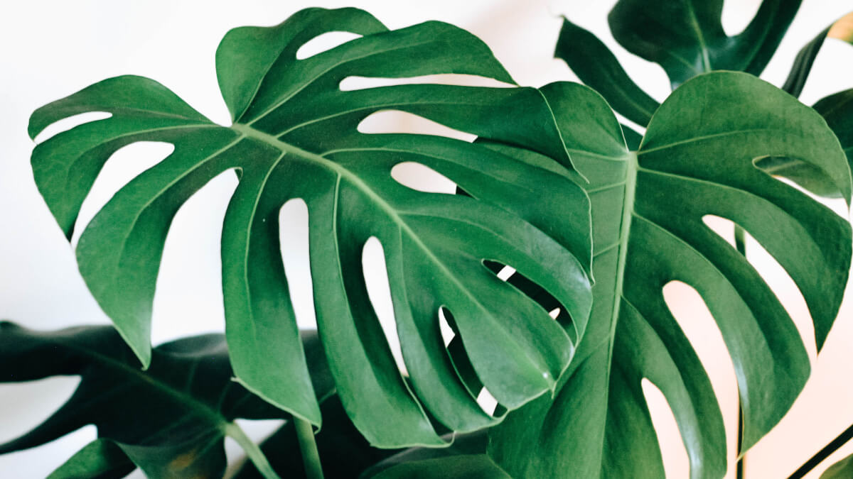 Trendwatch: The Monstera Leaf - Amex Essentials