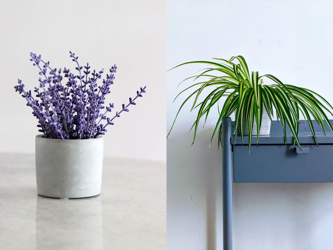 15 Indoor Plants For A Healthier Home Environment