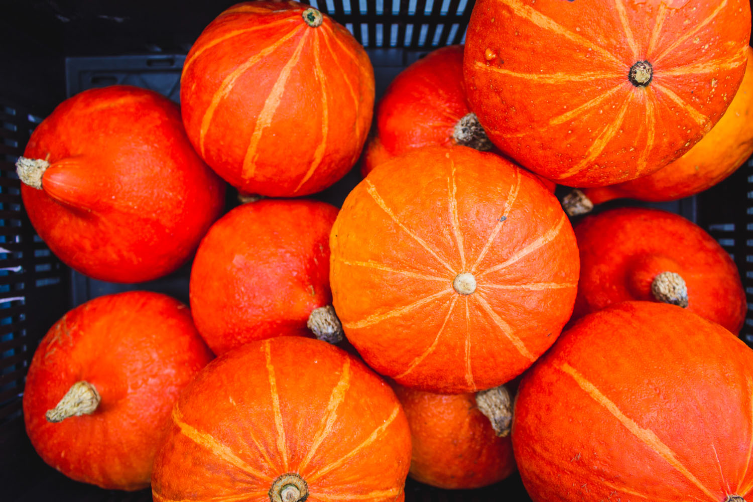 Go For Gourd: 9 Unusual Pumpkin & Squash Varieties To Know (And Cook)