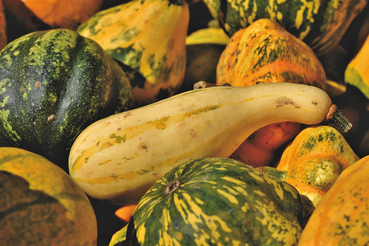 Calabazas y zapallos: 10 variedades diferentes que debes conocer (y ...